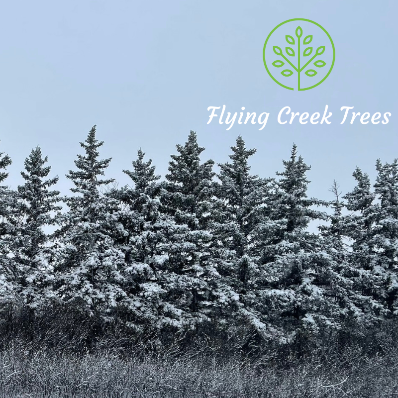 Hardy Shelterbelt Trees Available! – Flying Creek Trees