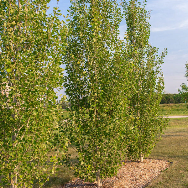 Guardian Columnar Aspen for Sale | Cold-Hardy Trees for Shelterbelts ...