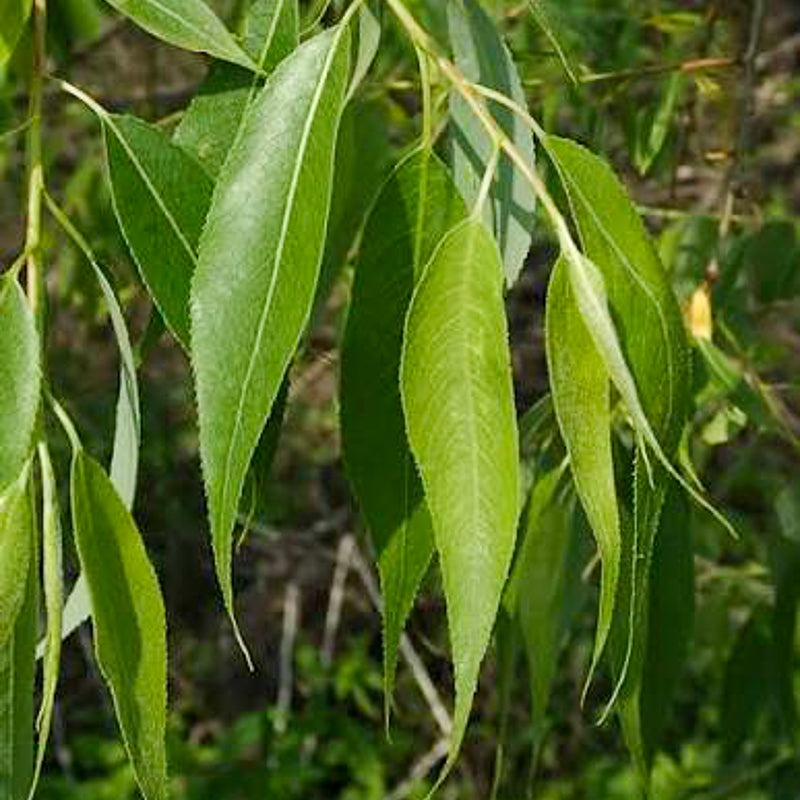 Laurel Leaf Willow for Sale | Cold-Hardy Seedlings for Shelterbelts ...