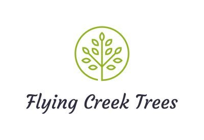 Prairie Sky Poplar for Sale | Cold-Hardy Trees for Shelterbelts ...