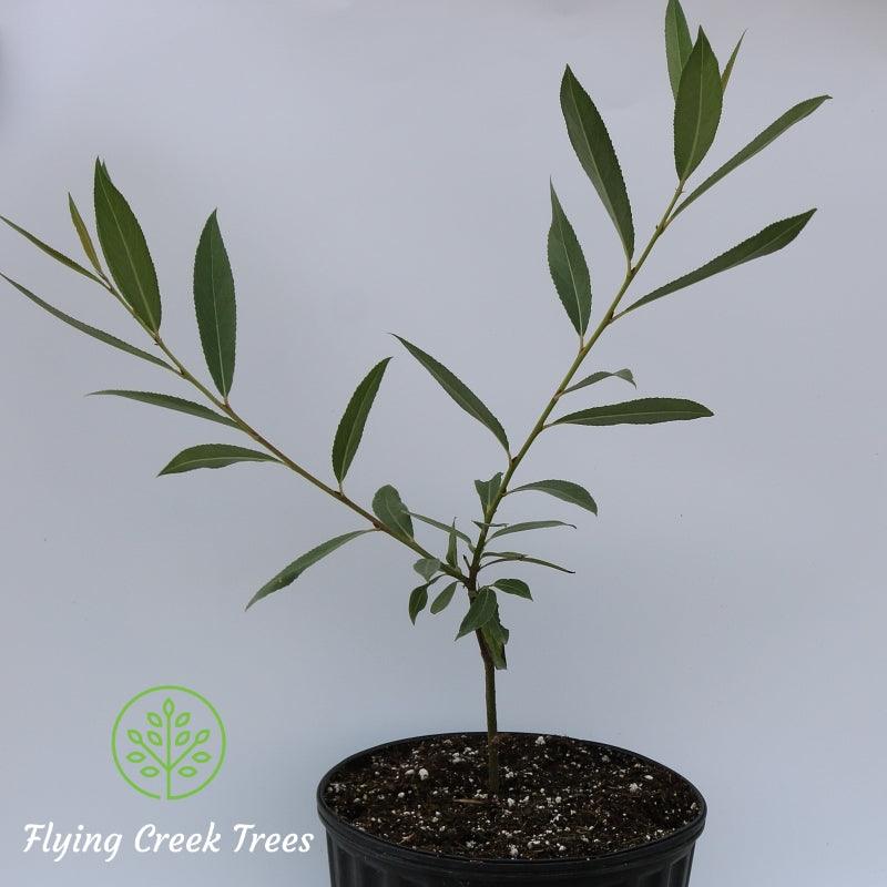 Acute Willow – Flying Creek Trees