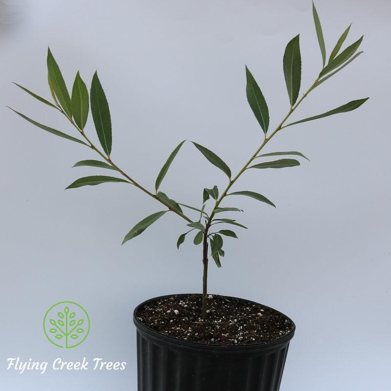 Acute Willow – Flying Creek Trees