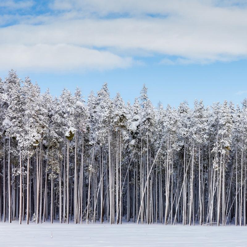 Hardy Shelterbelt Trees Available! – Flying Creek Trees
